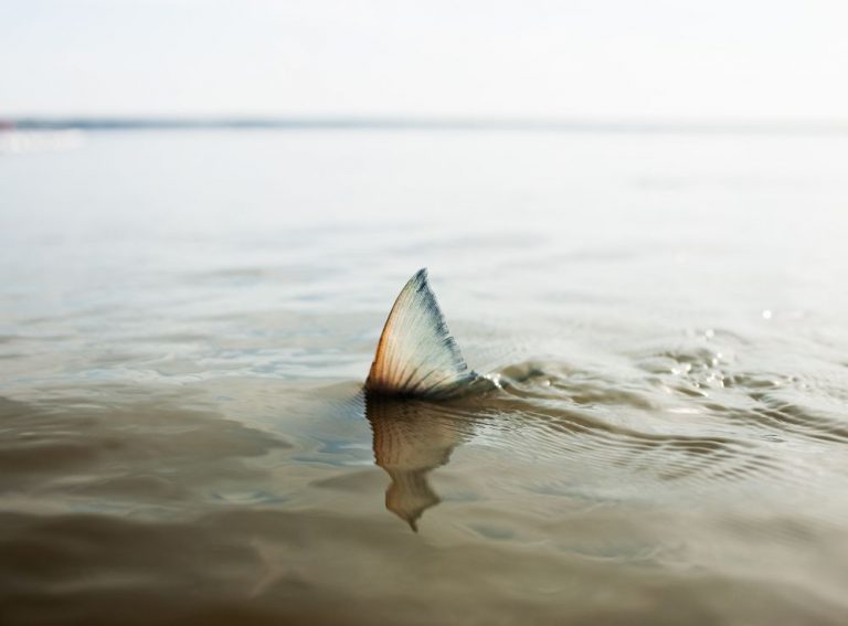 Fish-Work by Corey Arnold Decks Out PDX’s Concourse Connector – PDX Art